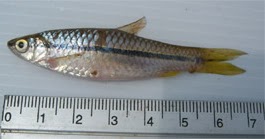 Rasbora daniconius -Striped rasbora - Dandia | FRESHWATER FISHES OF SRI ...