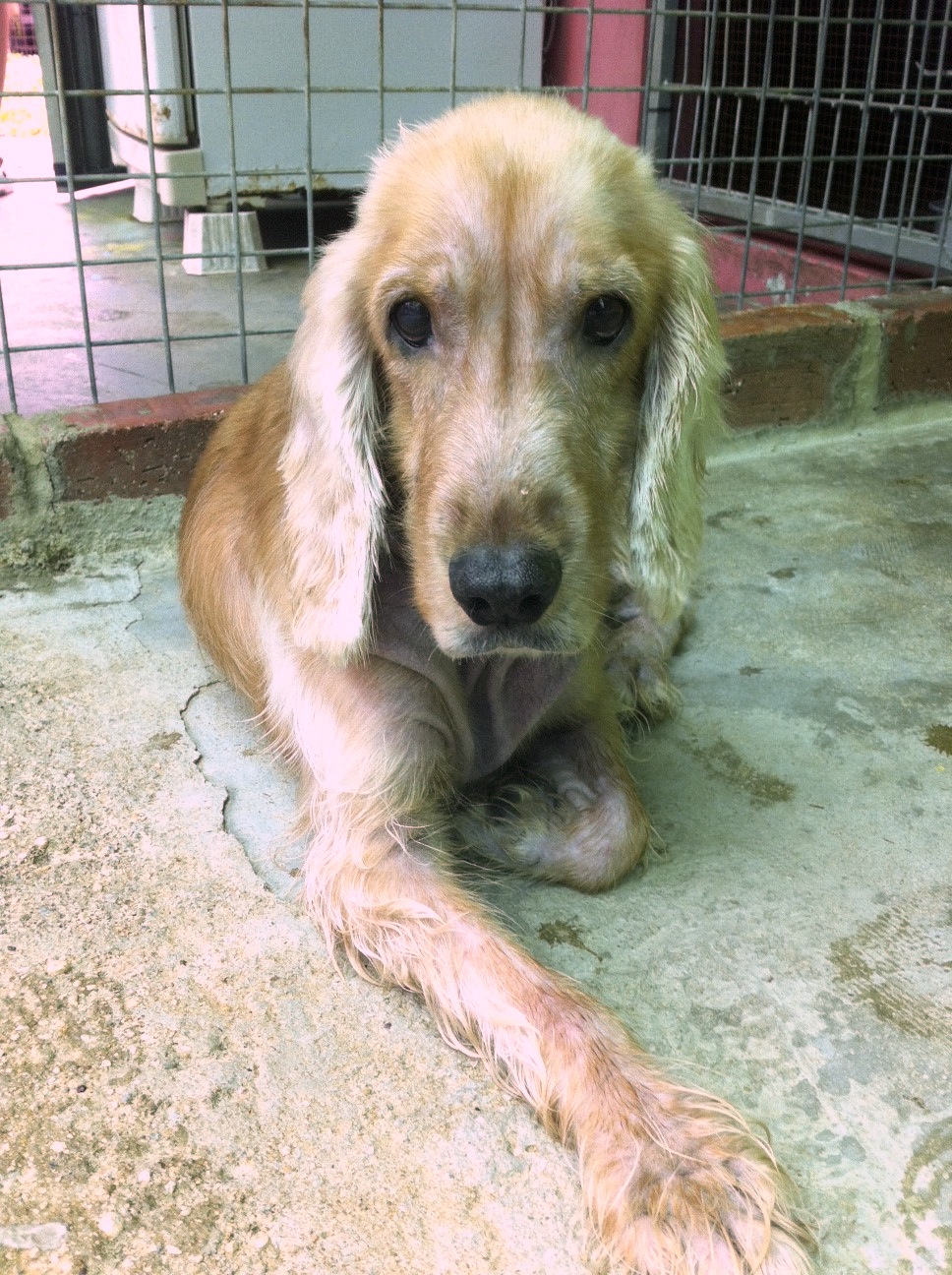 The Rehomers: 16/10/11 - 23/10/11