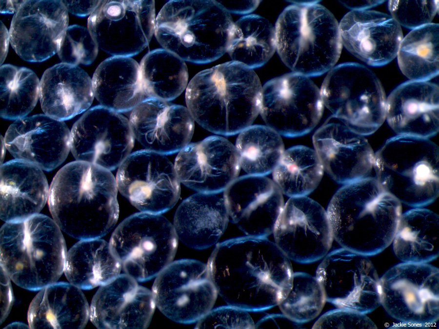 The Natural History of Bodega Head: Meet Noctiluca