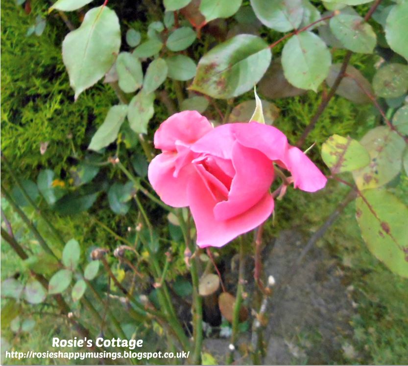 Rosie's Cottage: Friday Smiles - Back Into The Garden!