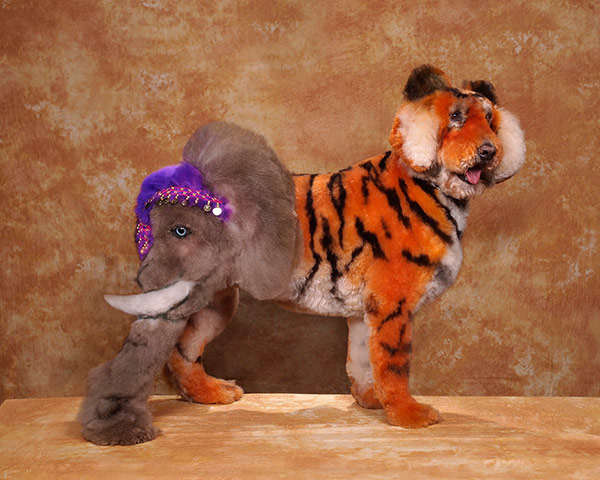 Animal News of the World: Wacky Dog Grooming Competition