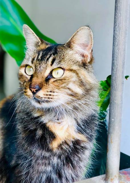 Adoptándonos: Charito, bella gata atigrada de pelo largo en adpoción ...