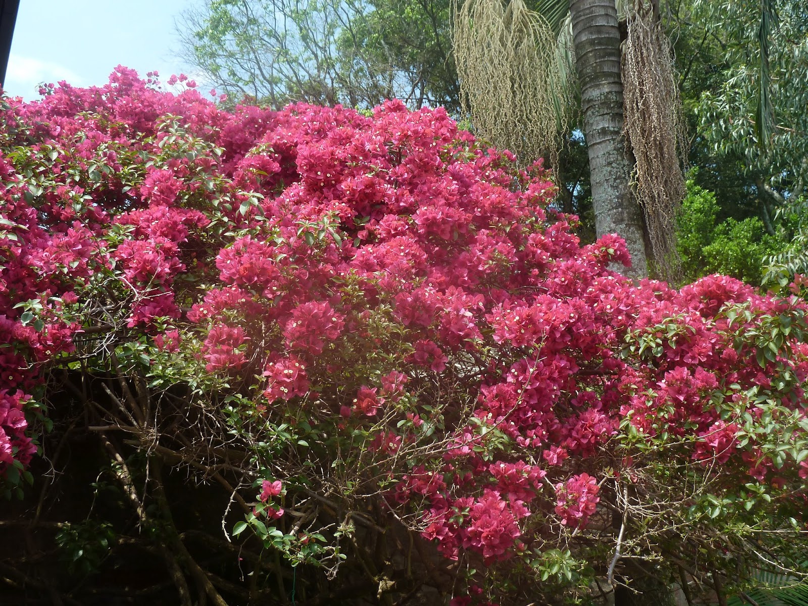 Blog de Floricultura e Paisagismo Bufalinos: Trepadeiras