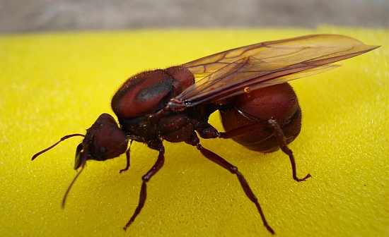 Guerreiros Adventure: Tanajuras, as formigas comestíveis