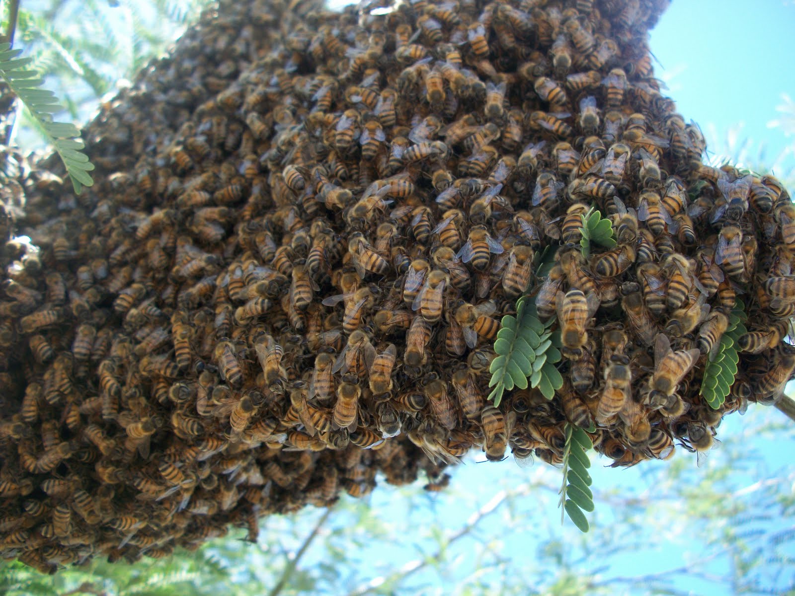 Arizona bees: Bees and Ground Squirrels