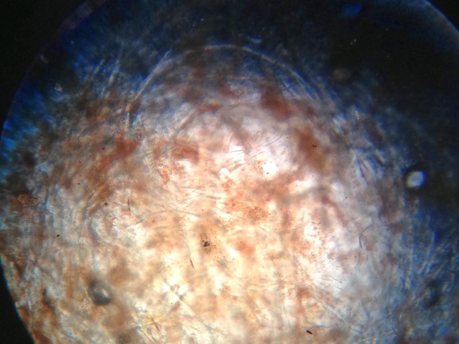 BIOLOGÍA-GEOLOGÍA 4º ESO: CROMOPLASTOS DE TOMATE