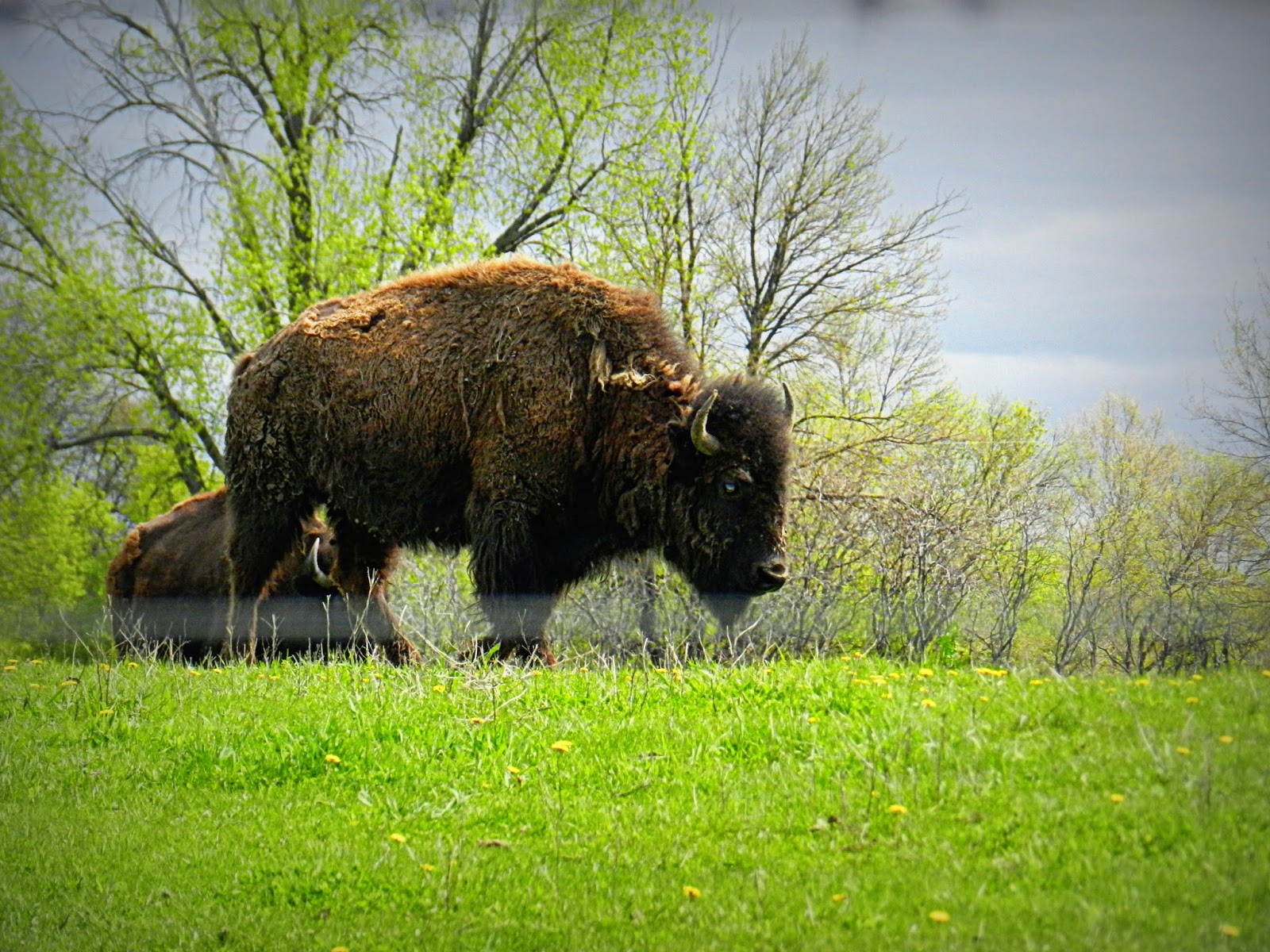 K-One's Photography: Buffalo