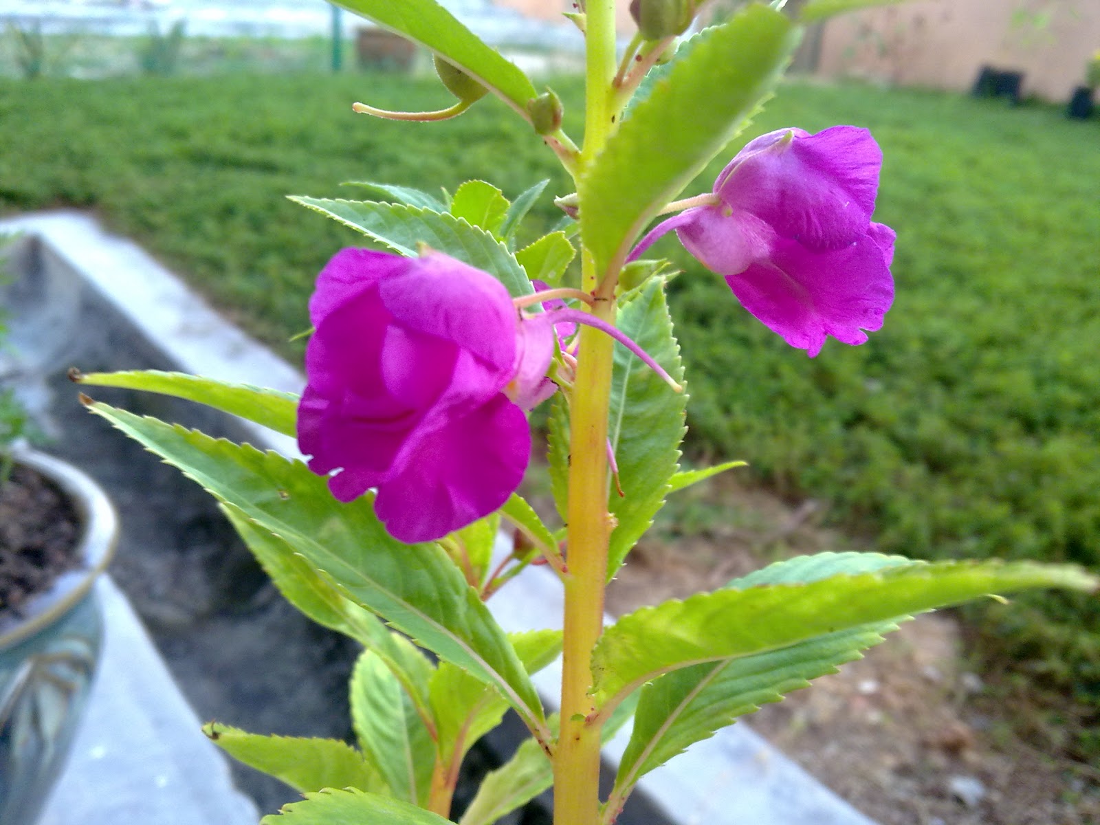 rookie gardener (pekebun amatur): J0m Tengok Bunga Bunga