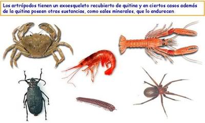 Unitat 2. Els glúcids | BIOLOKUS La Ribera