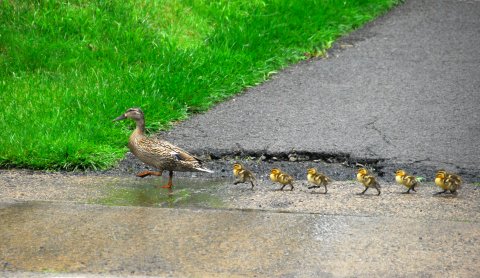 Sooooo, I ran over FIVE ducks.