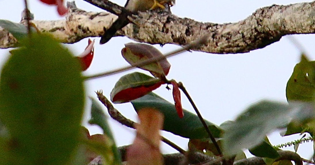 Neil's Daily Bird: 341 : Seychelles Kestrel