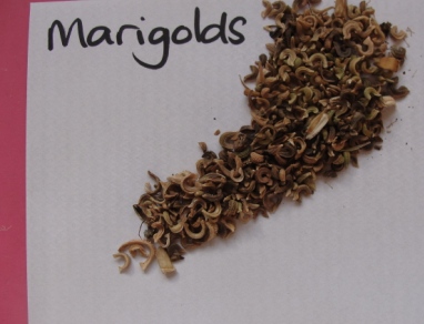 Sun Hats & Wellie Boots: We're Going on a Seed Hunt - Harvesting Garden ...