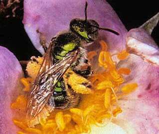JeffCo Master Gardeners: Pollinator of the Week: Halictid Bees