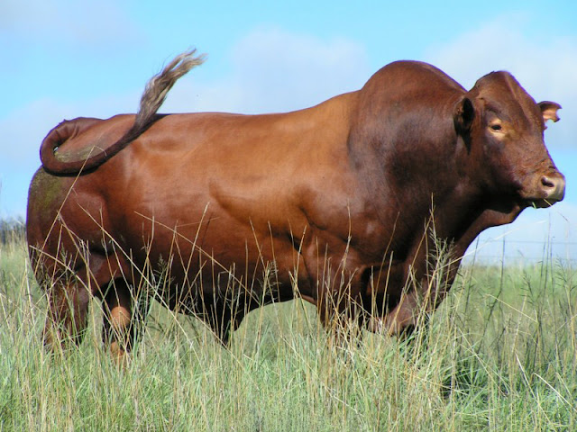 verRAS Jouself: Bonsmara