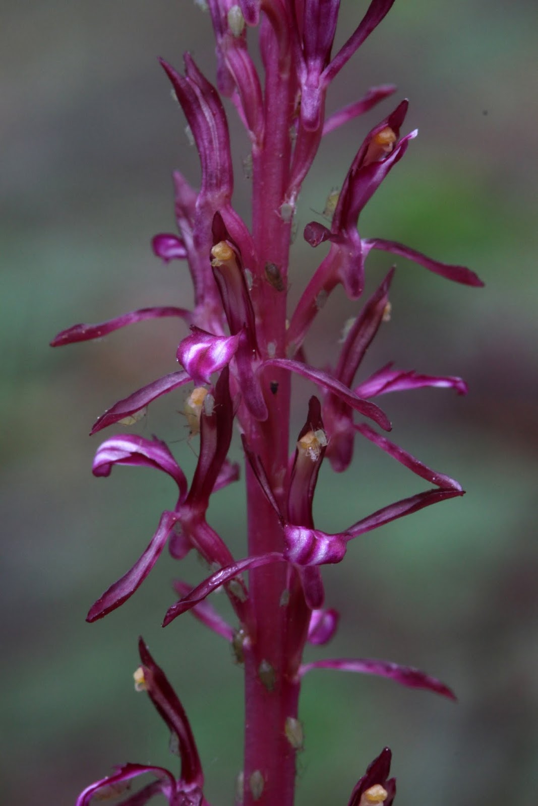 Native Orchids of the Pacific Northwest and the Canadian Rockies: More ...
