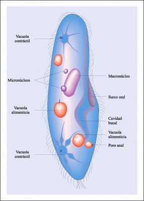 protozoologia: Especie y Genero de los protozoarios