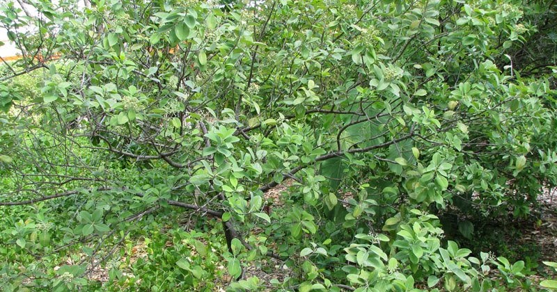 Garden Guy Hawaii: Sandalwood Trees in Hawaii