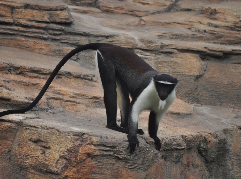 ZOOTOGRAFIANDO (6.100 ANIMALS): CERCOPITECO DE ROLOWAY / ROLOWAY MONKEY ...