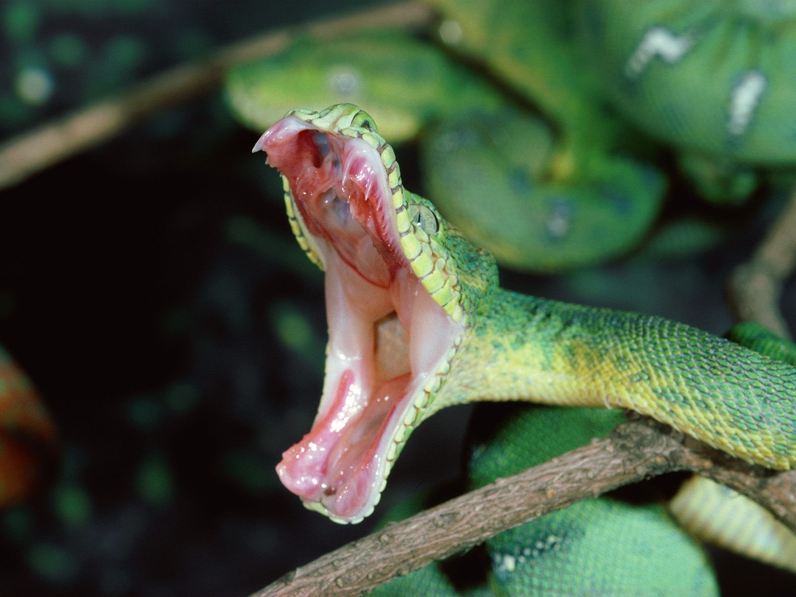 IMAGENES ANIMALES EN ALTA DEFINICION: IMAGEN SERPIENTE ATACANDO