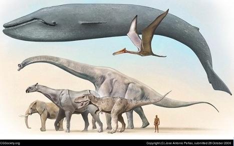 Paus Biru Binatang Terbesar di Dunia |Info Zaman