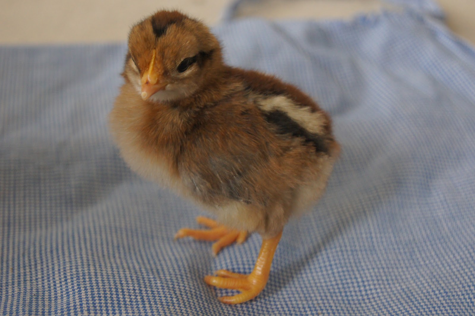 Anntellas landliv: Kyllinger!