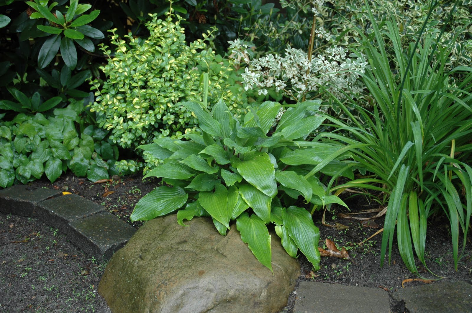 Mit grønne univers: Mest for bladenes skyld.