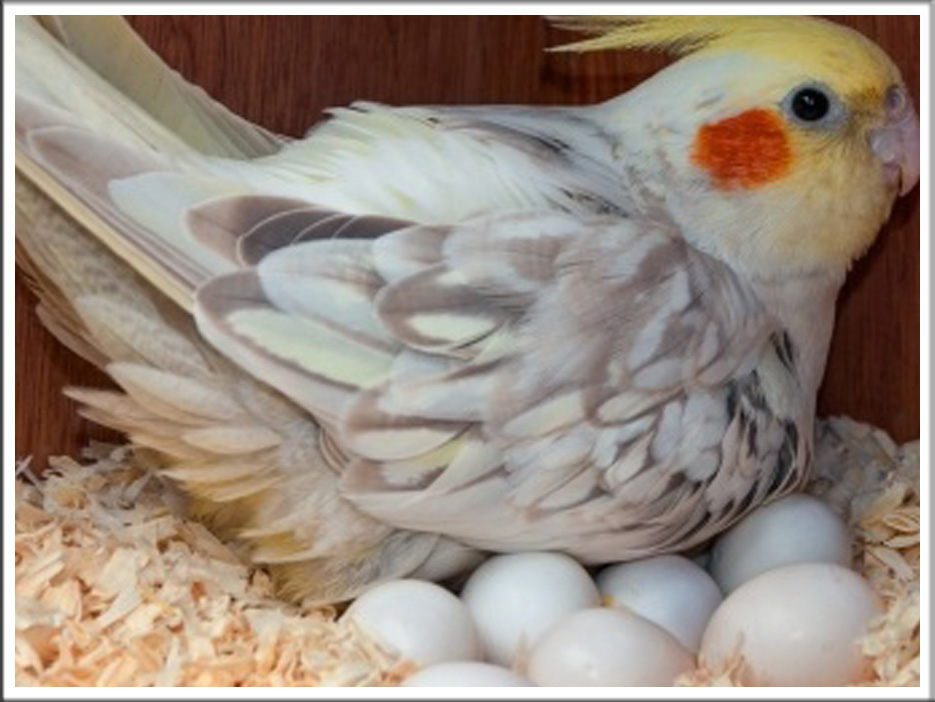 World of Birds: Cockatiels Parrots