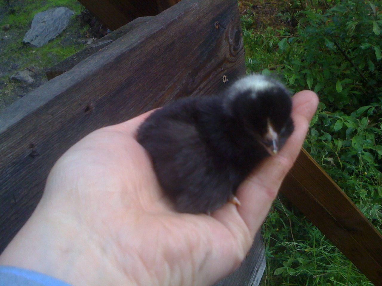 Hønemors hverdag: Kyllinger!