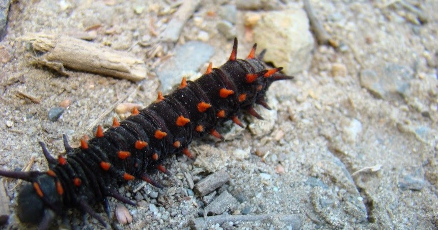 Medusa's Kitchen: In Defense of Xanthippe