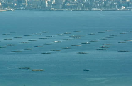 Productos acuicultura, miticultura y pesca: ¿Qué es una batea