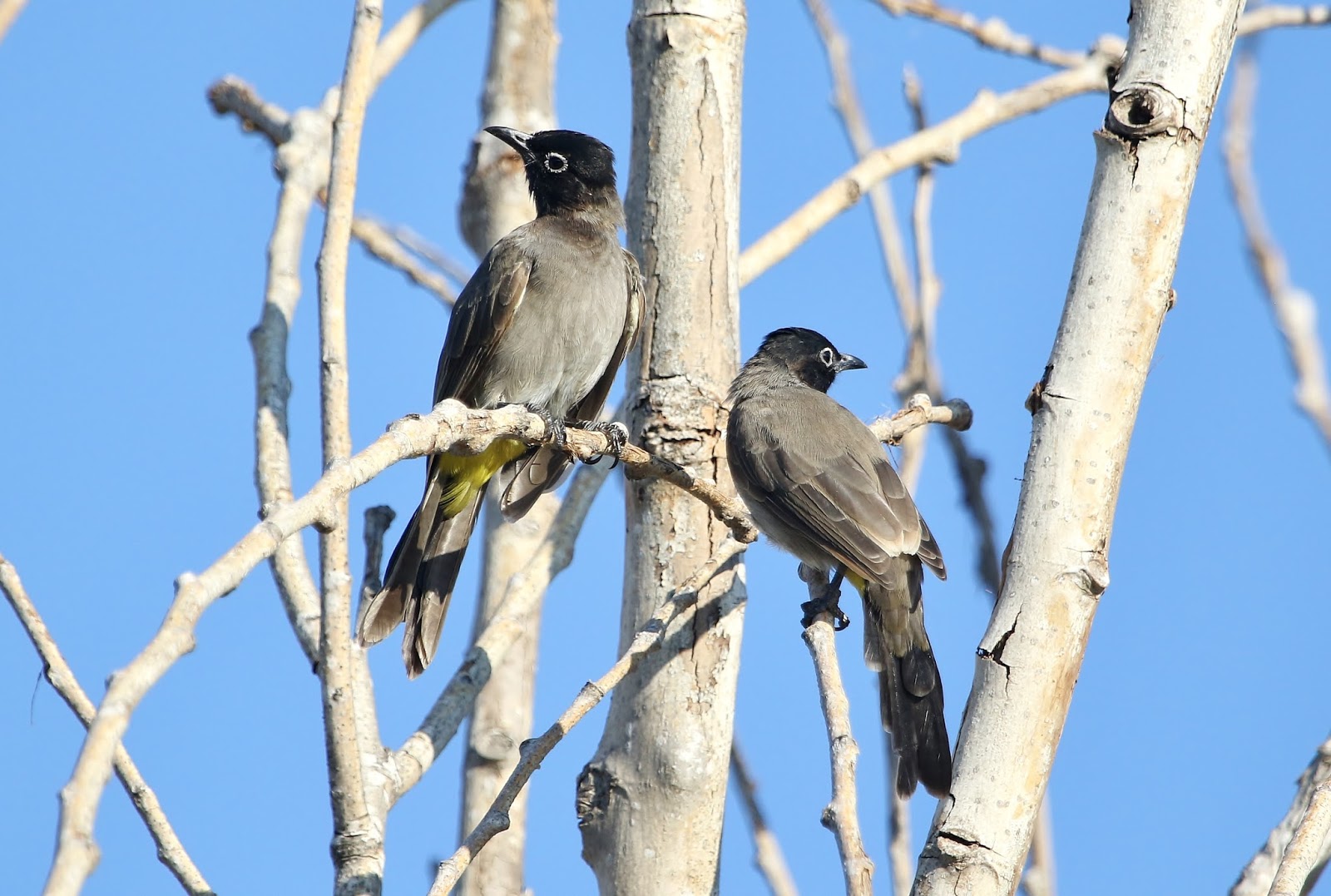 Zac Hinchcliffe's Birding Blog: East of Antalya, Turkey - 3rd-9th ...