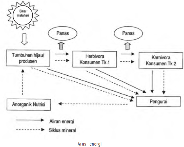 Bentuk Bentuk Aliran Energi Dalam Ekosistem - Berbagi Bentuk Penting