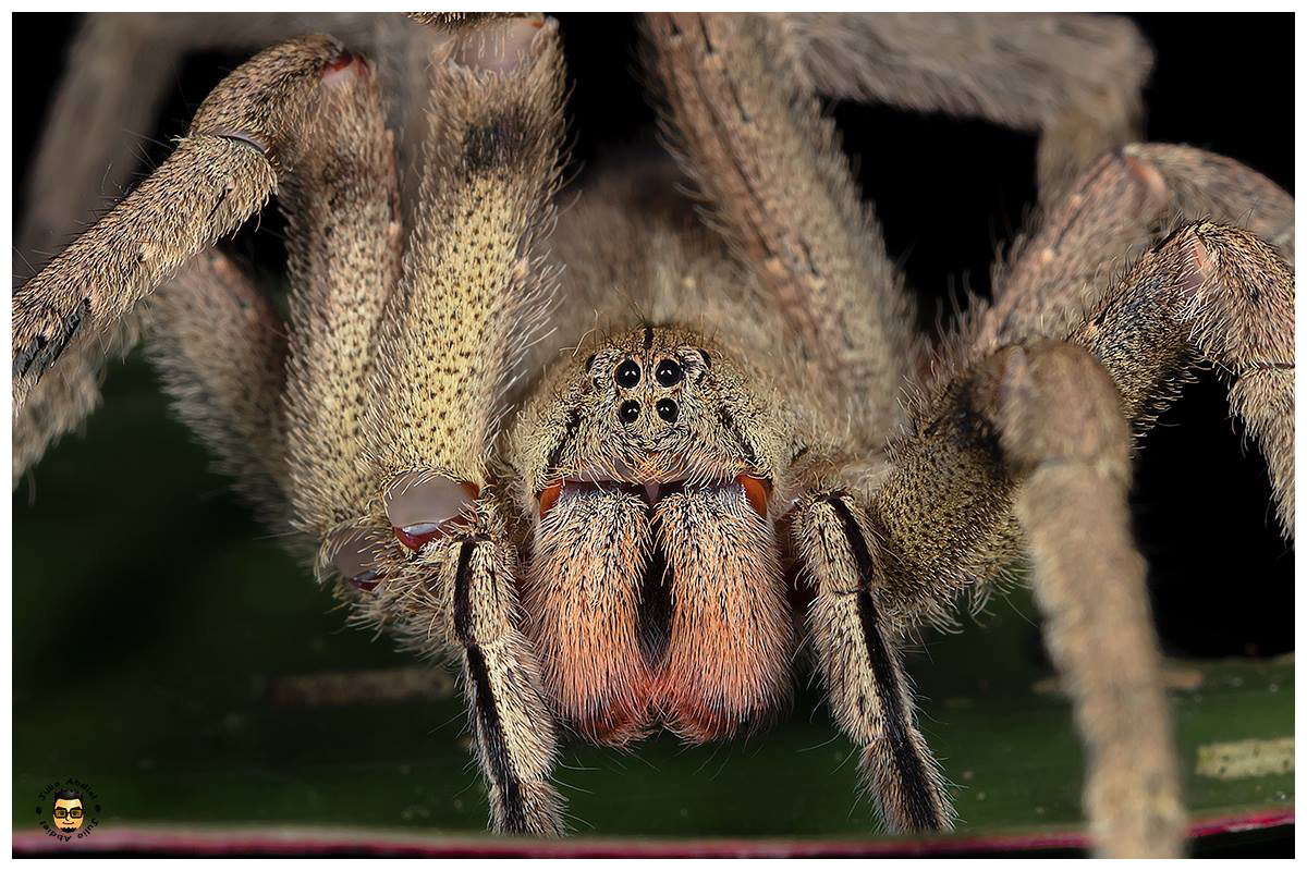 Nocturnal Macro-Adventure