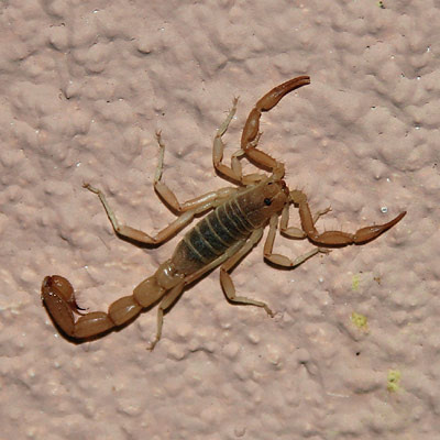 Scorpion Facts And Pictures | All Wildlife Photographs