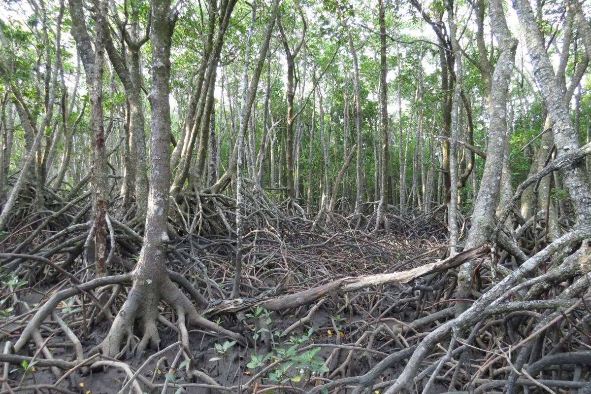 Queensland Coast: Water mouse (Xeromys myoides), a predator of crabs