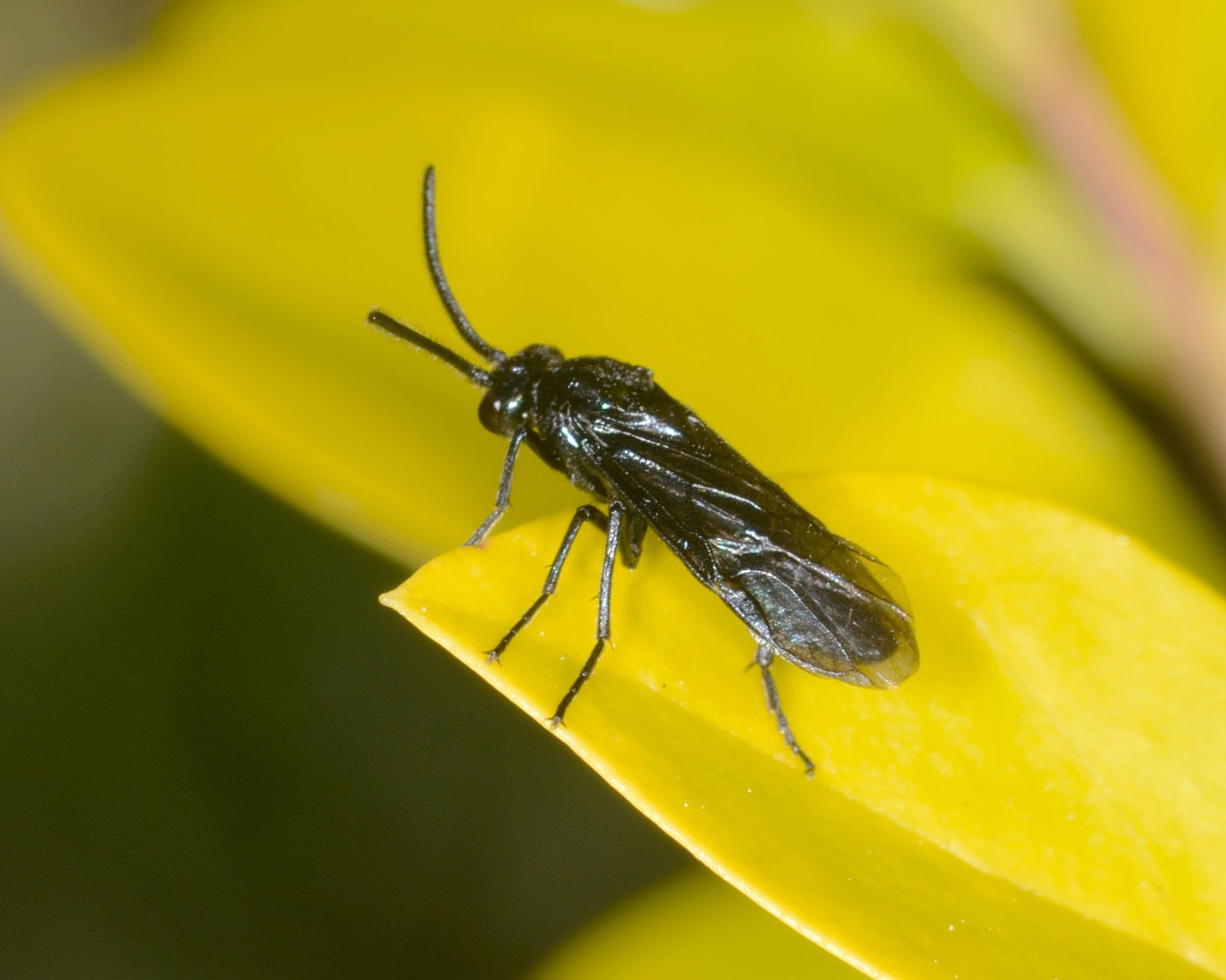 East Glamorgan Wildlife: Berberis Sawfly ... ?