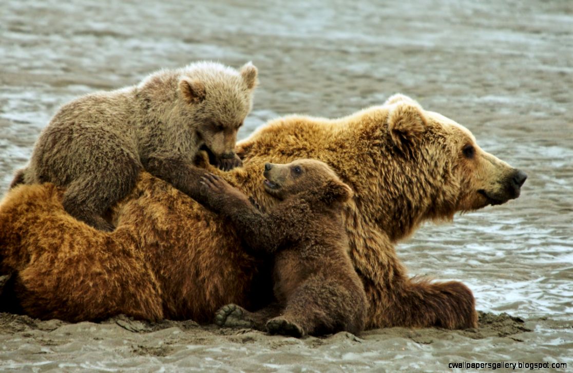 Grizzly Bear Cubs | Wallpapers Gallery