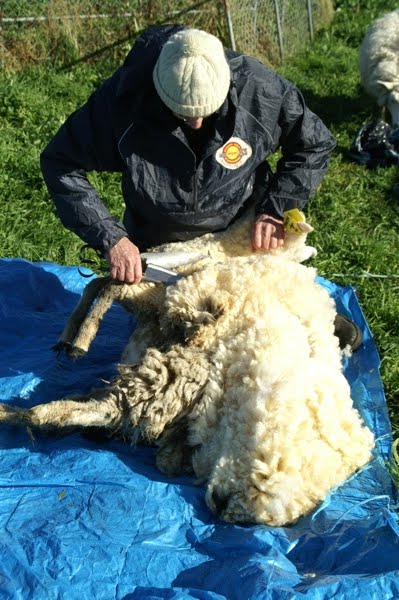 Woolshed 1: Sheep Husbandry - blade shearing method