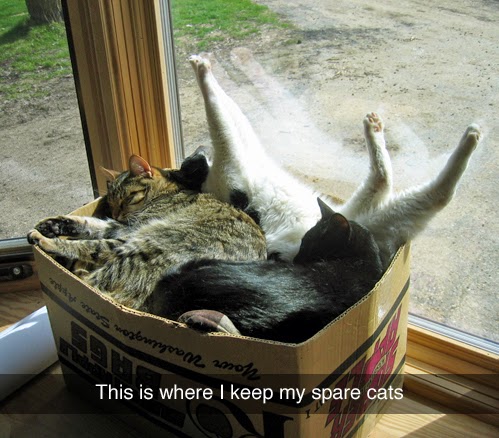 I Have Seen The Whole Of The Internet: Box Of Spare Cats