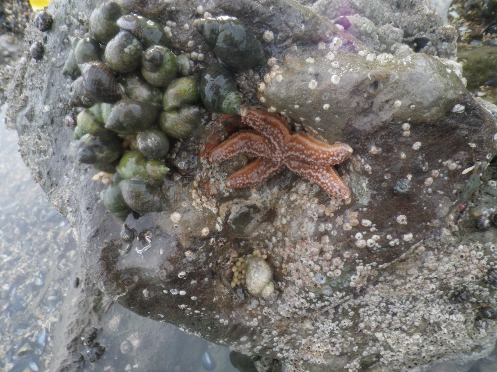 Rock Pooling: Rock Pooling Destination: Worms Head, Wales