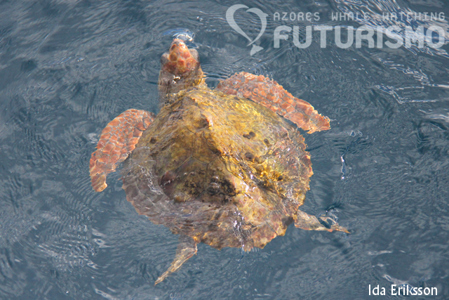 Azores marine diversity - Azores Whales