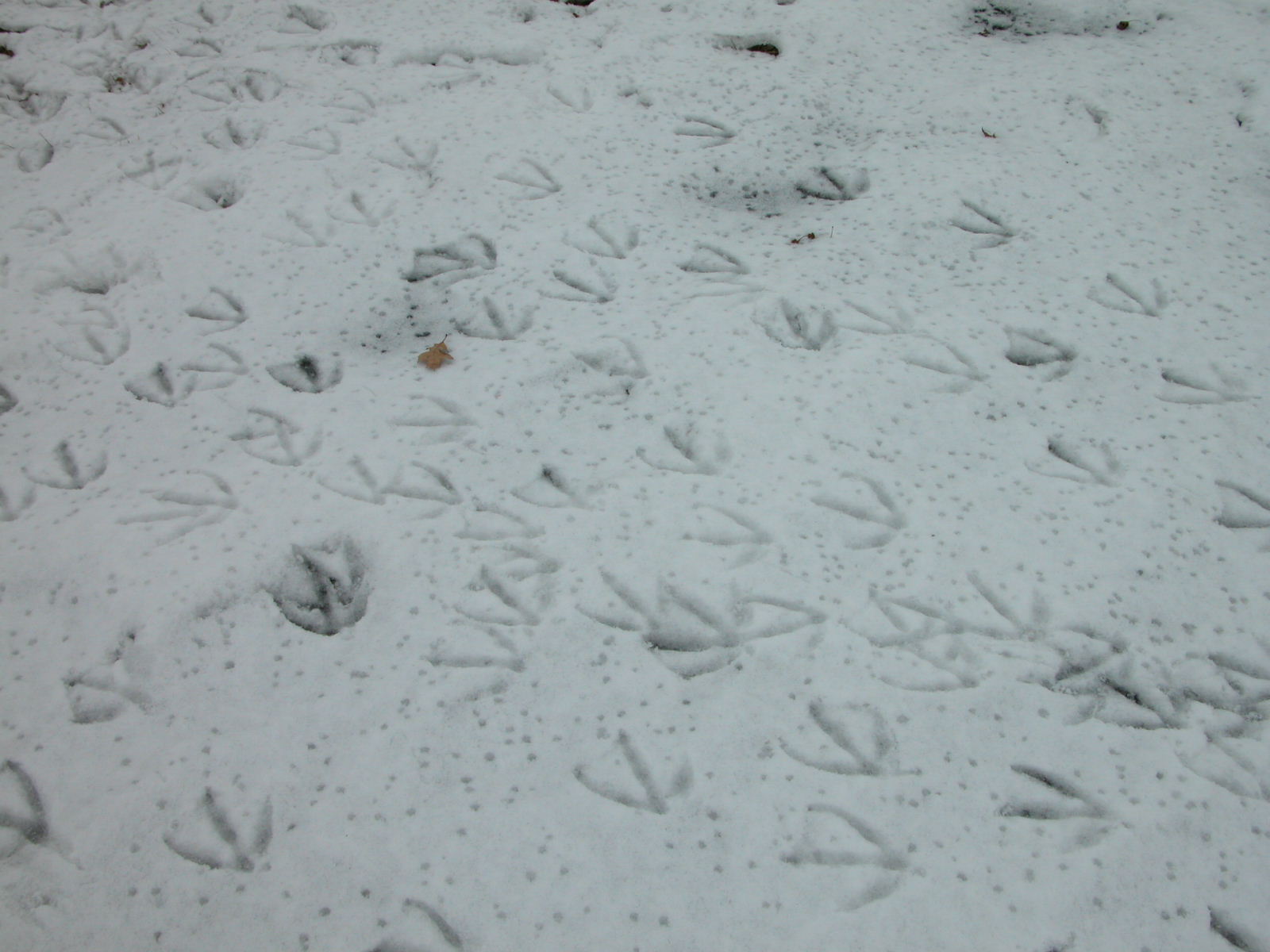 Mother Nature Is Alive and Living in the Burbs