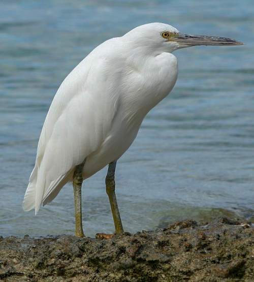 Pacific reef heron images | Birds of India | Bird World