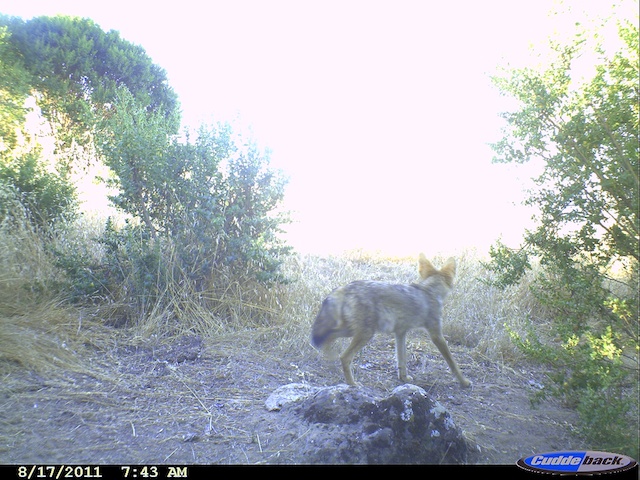 Dipper Ranch: Coyotes to the Wind