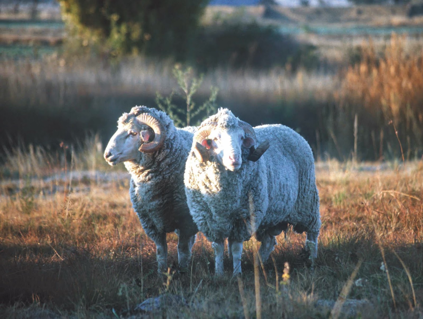 Ram Care – Practical advice! ~ Amass Farming Tips & Info