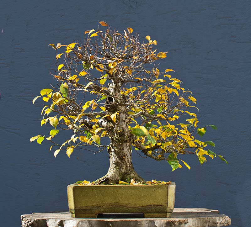 Walter Pall Bonsai Adventures: Mountain Ash #1