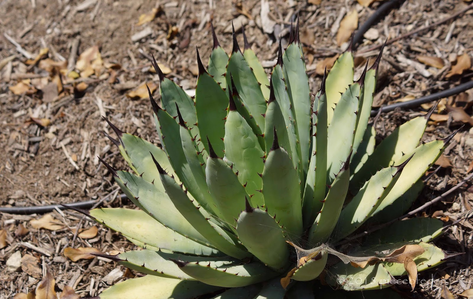 All The Agaves 2018 Edition