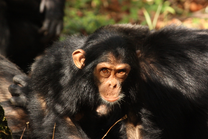 Nomad | Pimu’s Legacy