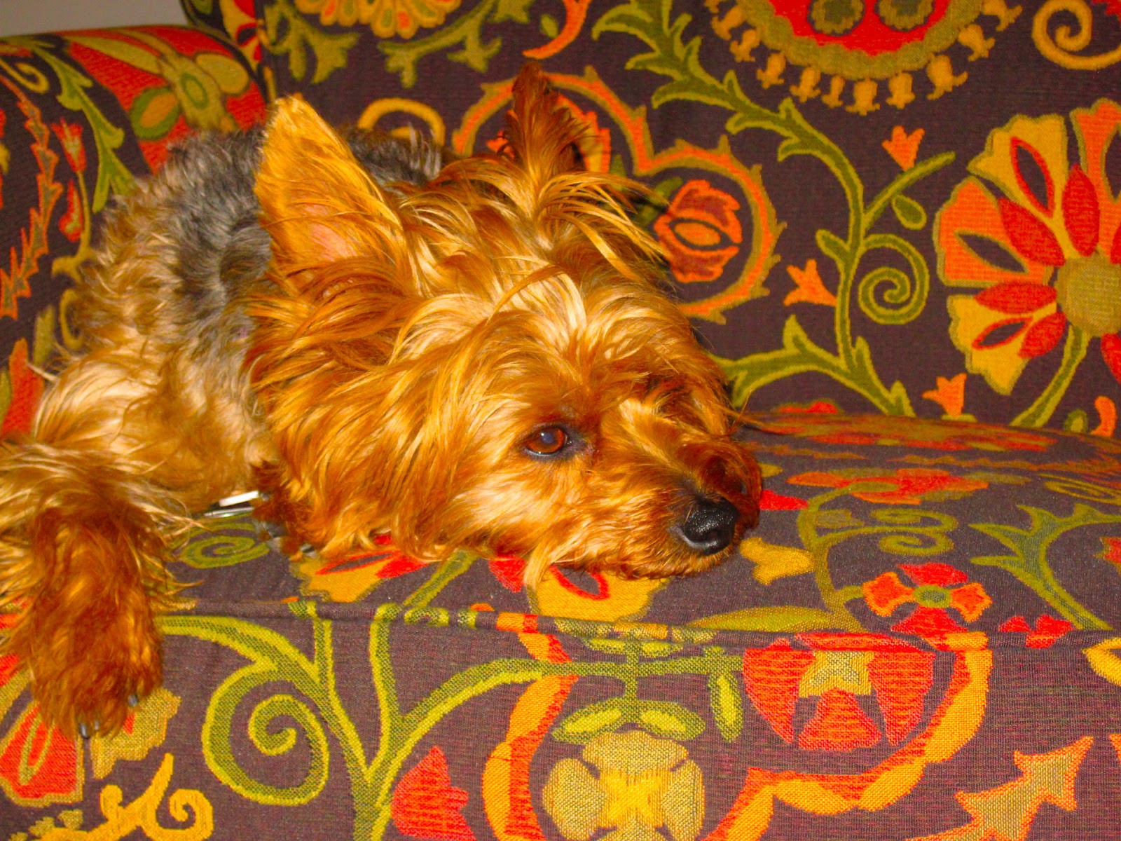 Random Musings of a Denver Dog