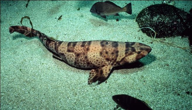 El mundo de los animales : TIBURÓN GATO